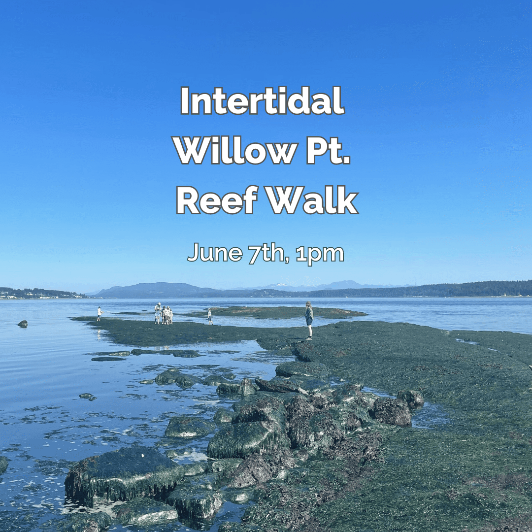 Intertidal Interpretive Walk